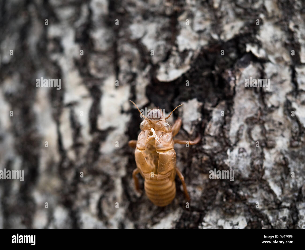 Beautiful nature scene macro cicada molting. Showing of eyes and wing ...