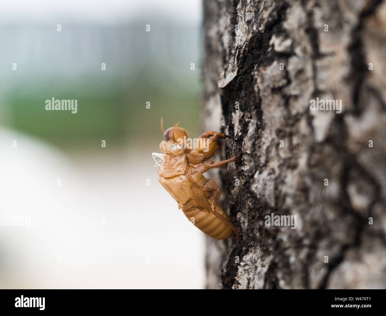 Beautiful nature scene macro cicada molting. Showing of eyes and wing ...