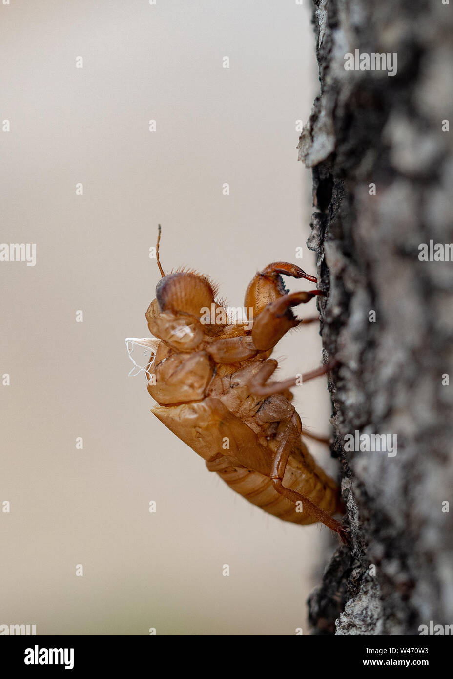 Beautiful nature scene macro cicada molting. Showing of eyes and wing ...