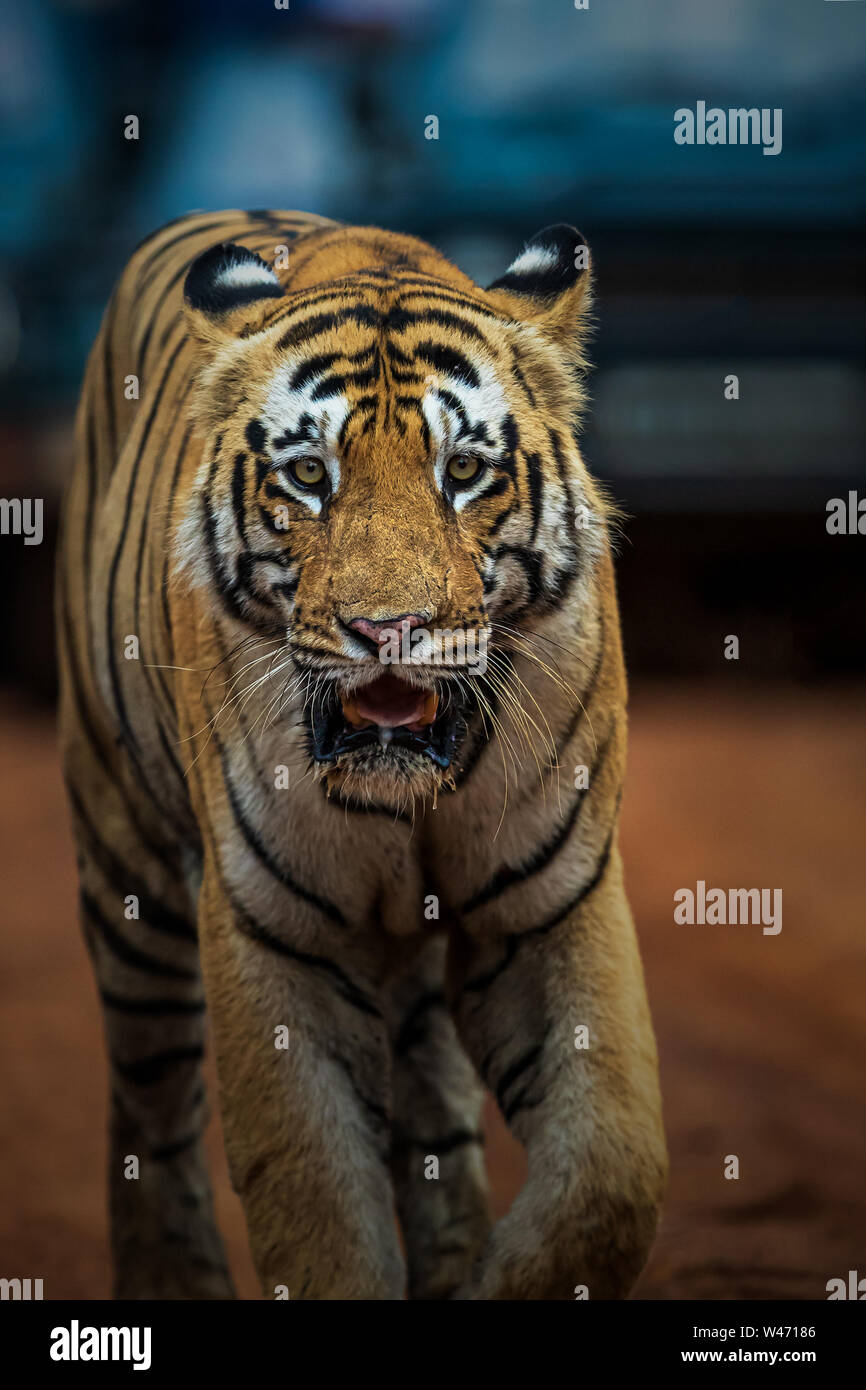 Panthera Tigris in Natural Habitat at Tadoba Tiger Reserve, India Stock ...