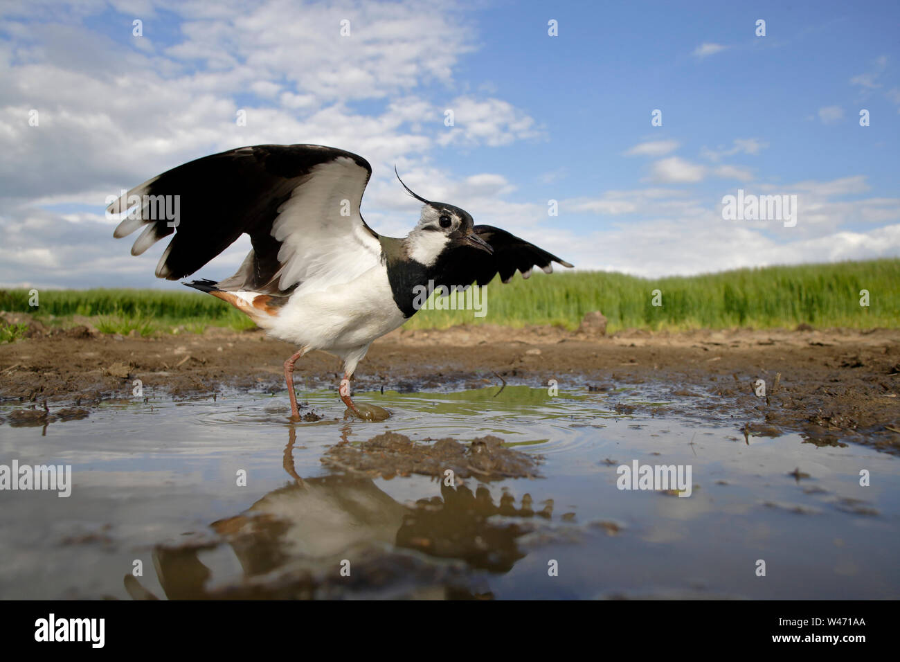 Northern Lapwing, Vanellus vanellus, ground level POV using a sterable ...