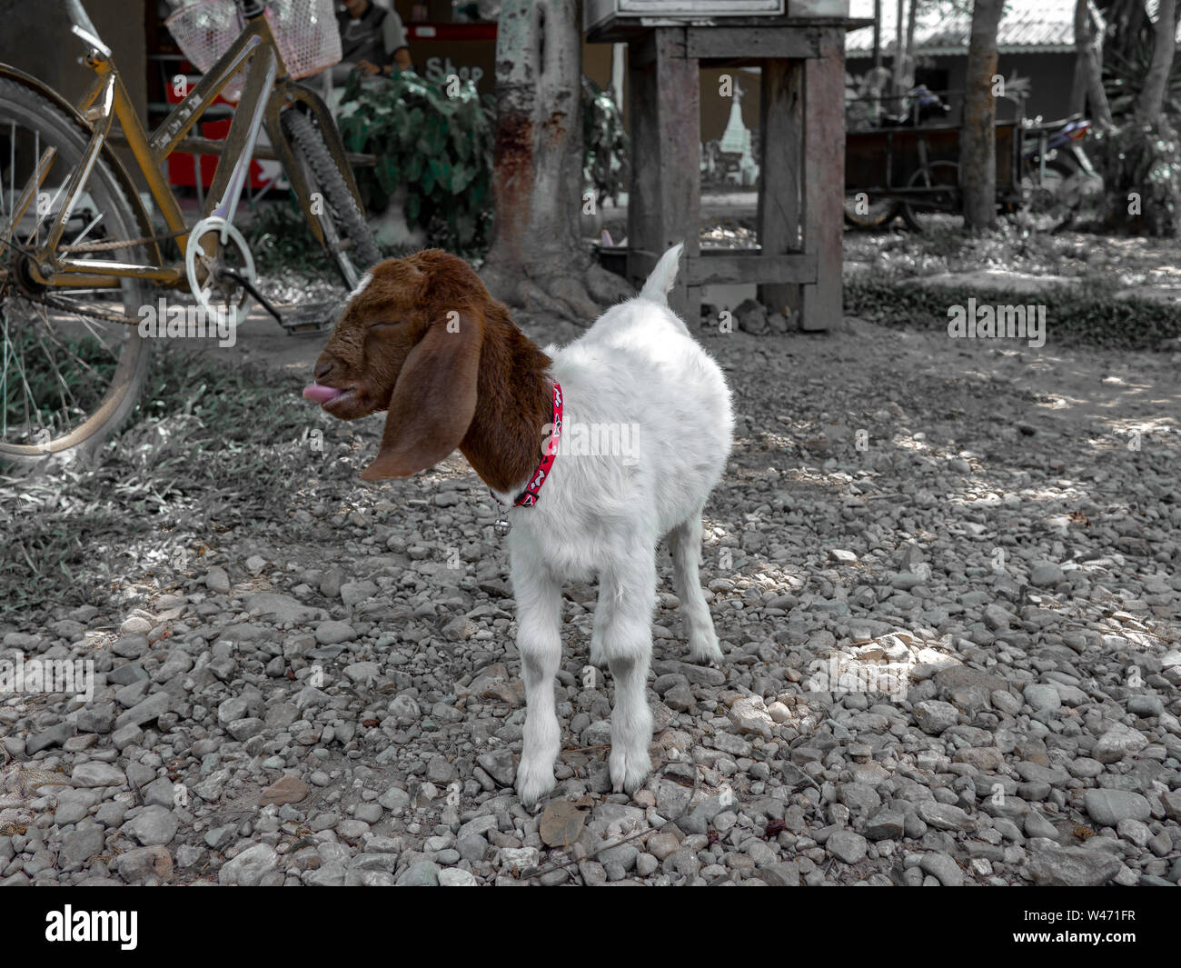 a standing goat kids, goats feeding on the farm Stock Photo - Alamy