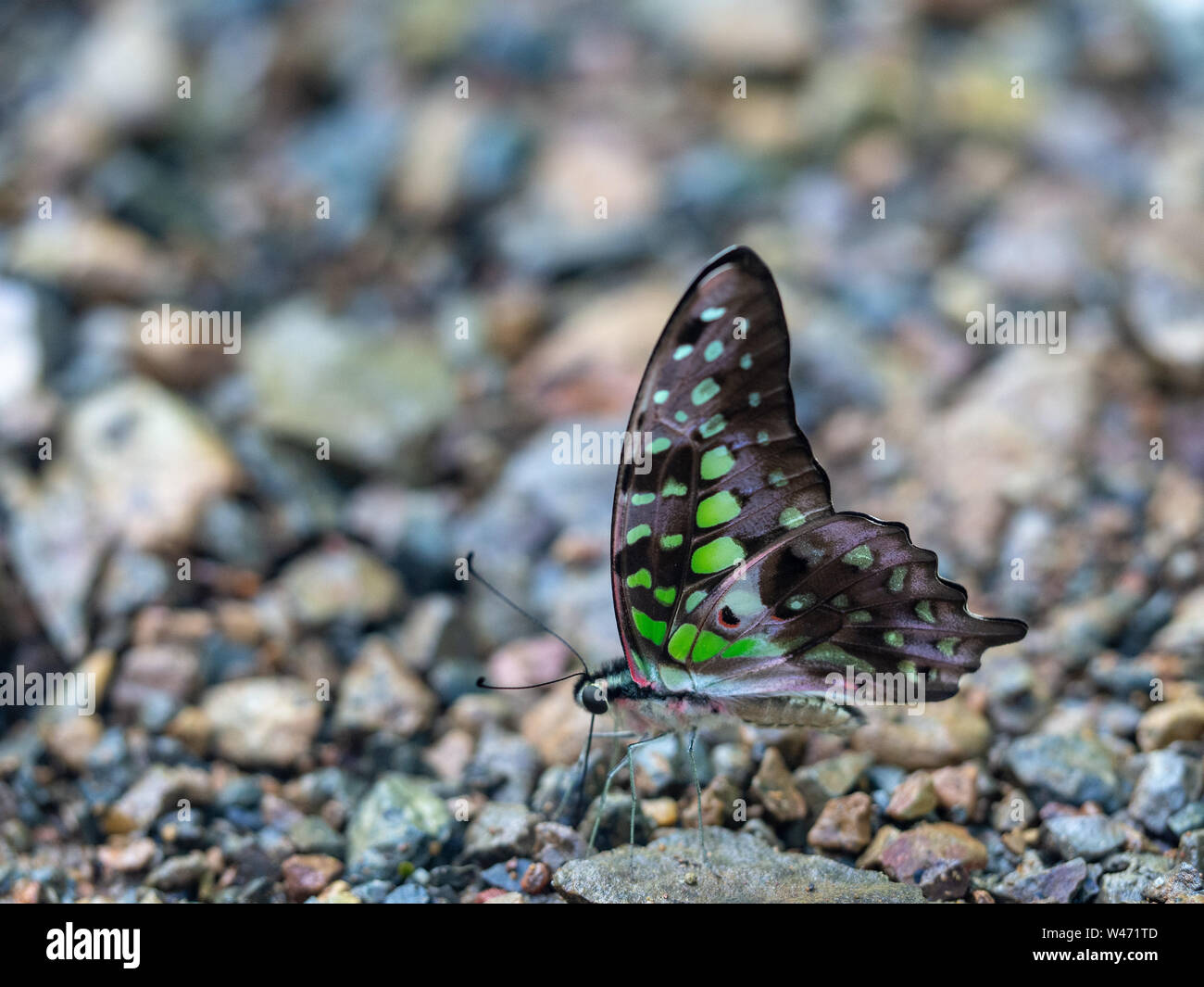 Butterflies in nature, Beautiful butterfly of nature, Biodiversity of ...