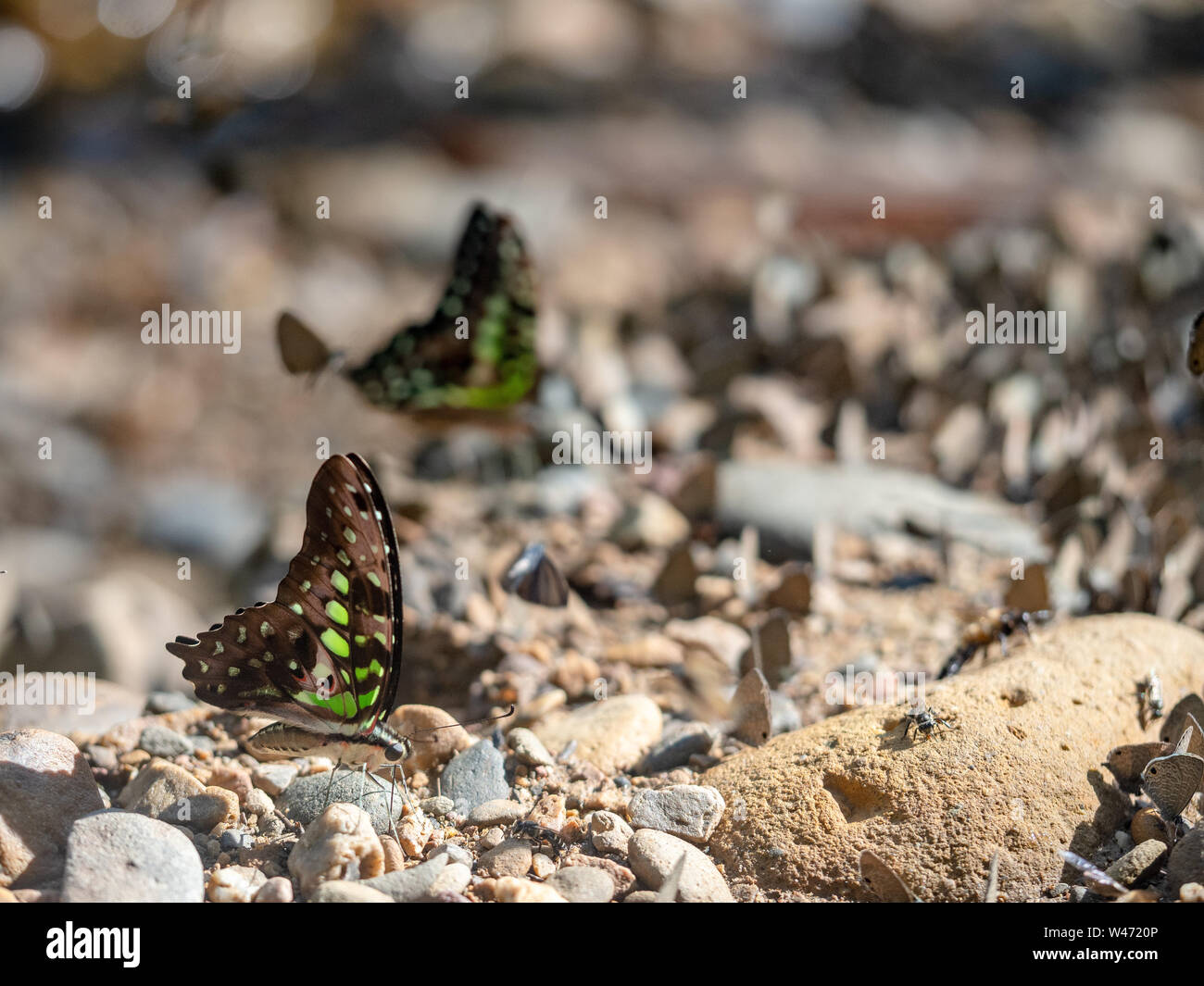 Butterflies in nature, Beautiful butterfly of nature, Biodiversity of ...