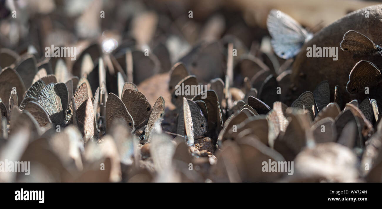 Flock of butterfly, Butterflies in nature, Beautiful butterfly of ...