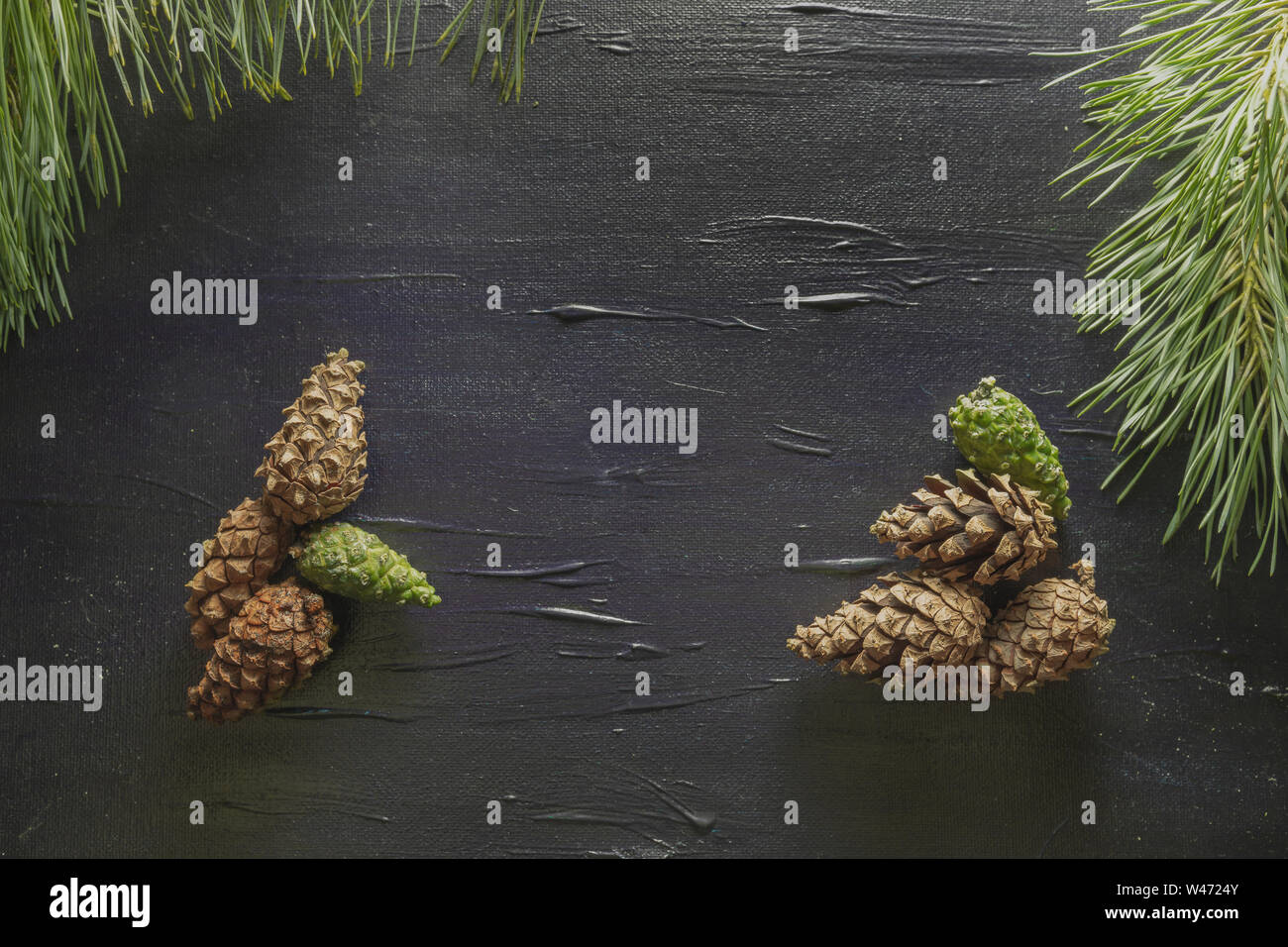 A black background with a pine motif. Cones and needles of a tree ...