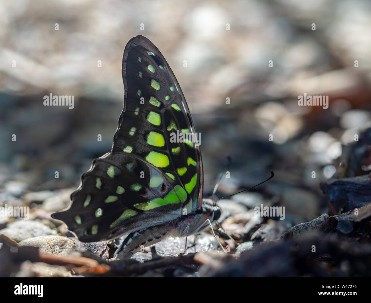 Butterflies in nature, Beautiful butterfly of nature, Biodiversity of ...