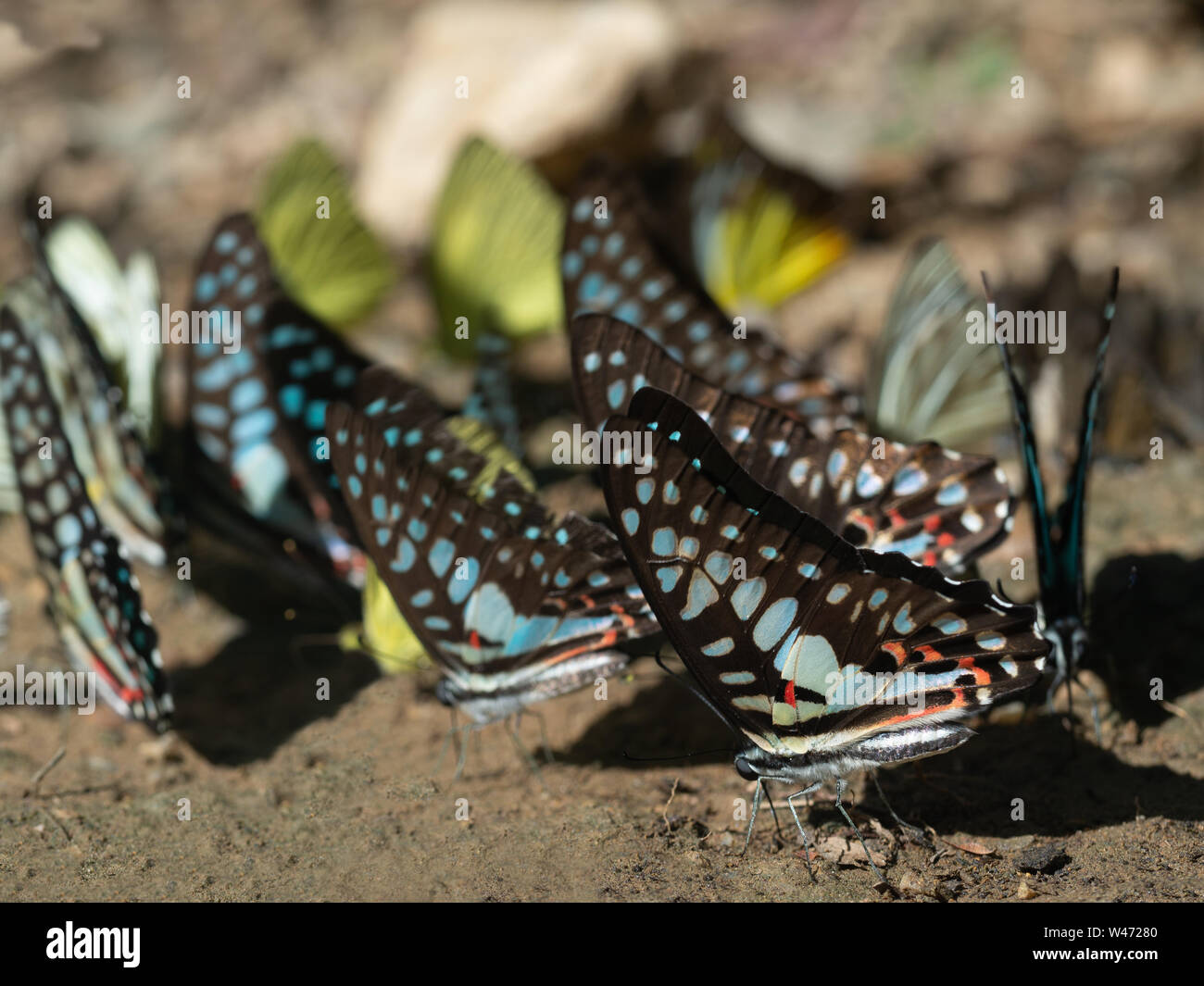 Butterfly on the ground, Flock of butterfly, Butterflies in nature ...
