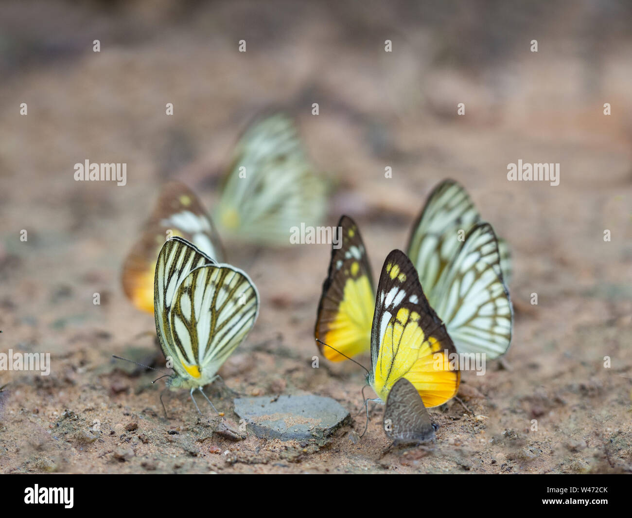 Butterfly on the ground, Flock of butterfly, Butterflies in nature ...