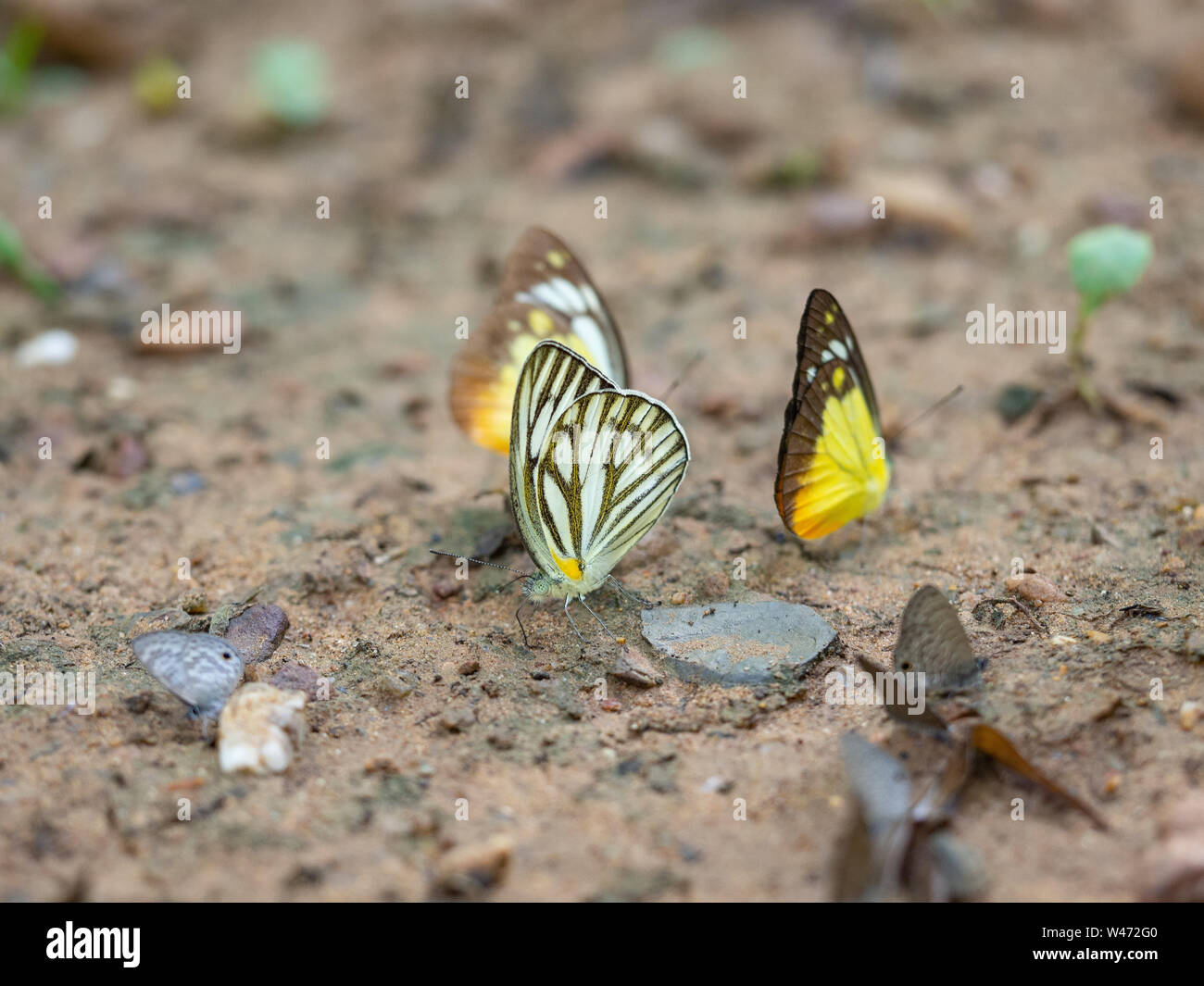 Butterfly on the ground, Flock of butterfly, Butterflies in nature ...