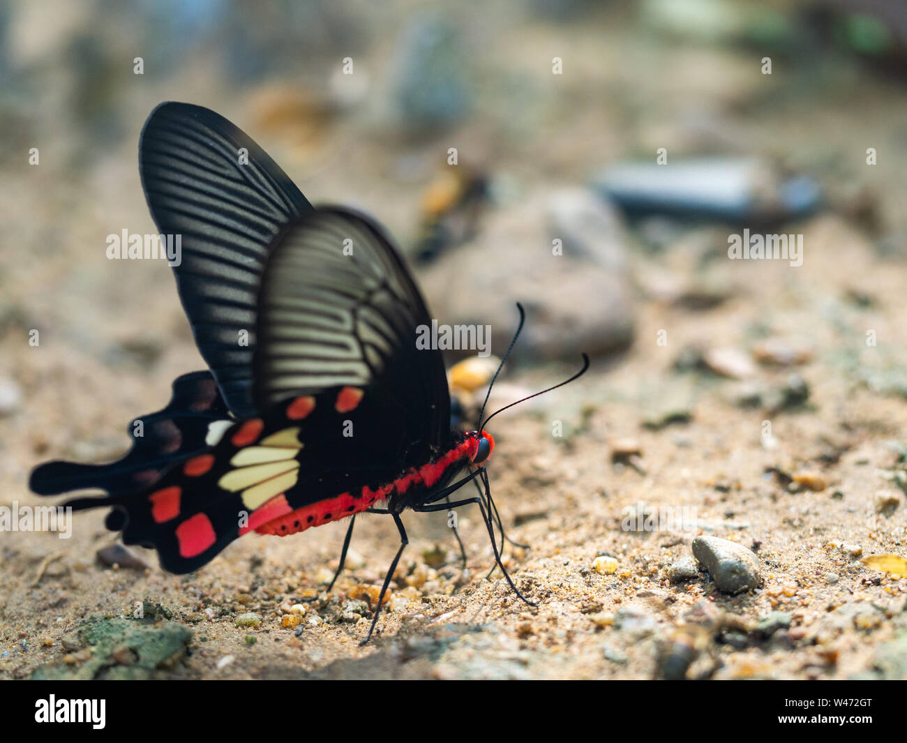 Butterflies in nature, Beautiful butterfly of nature, Biodiversity of ...