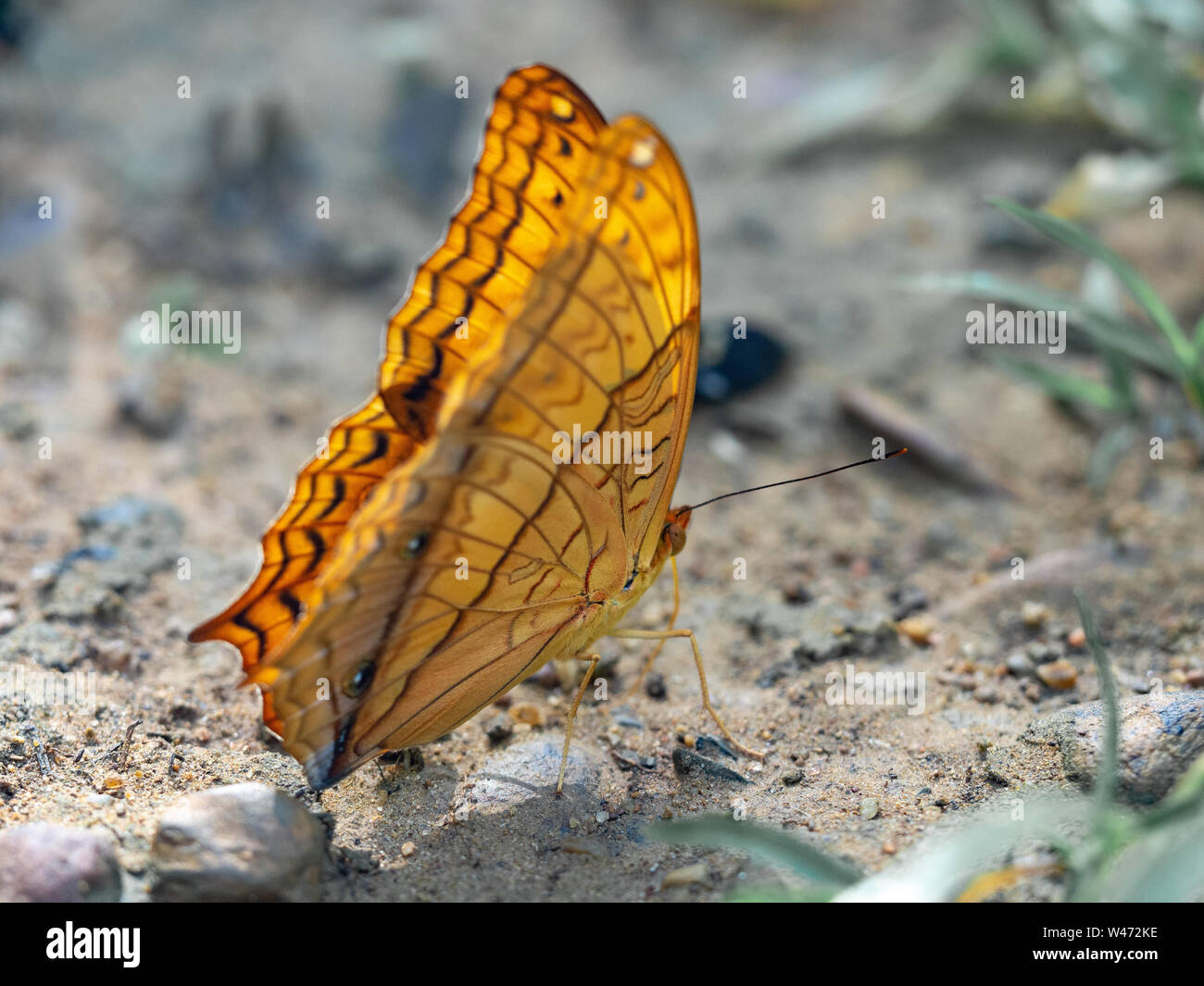 Butterflies in nature, Beautiful butterfly of nature, Biodiversity of ...
