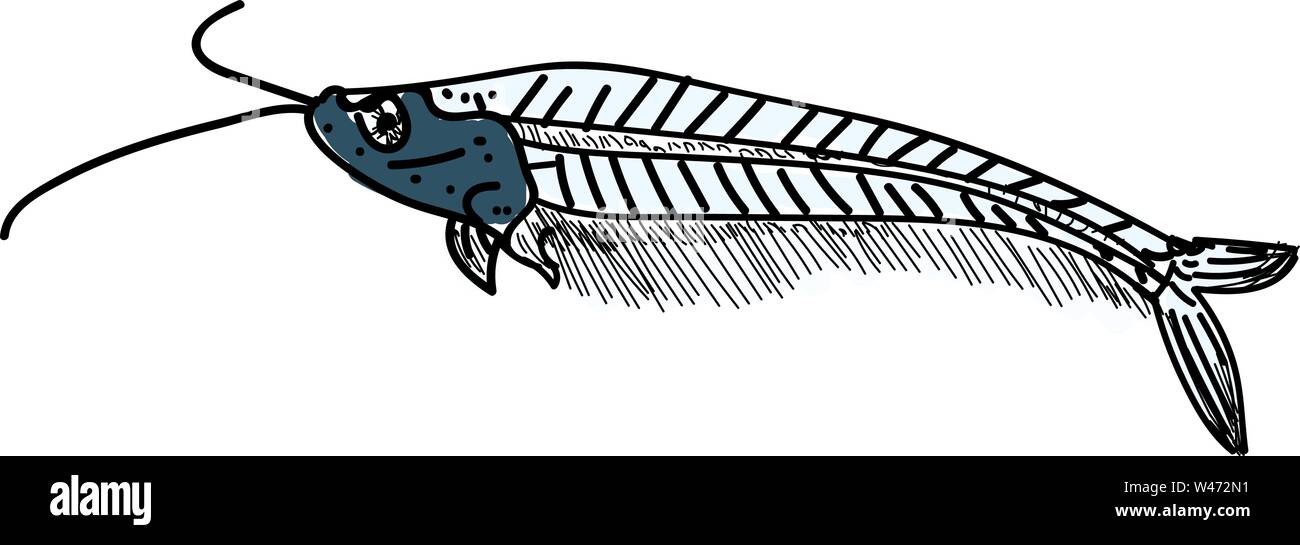 African glass catfish, illustration, vector on white background Stock ...