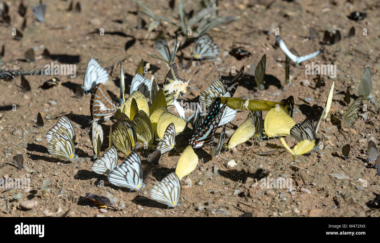 Butterfly on the ground, Flock of butterfly, Butterflies in nature ...