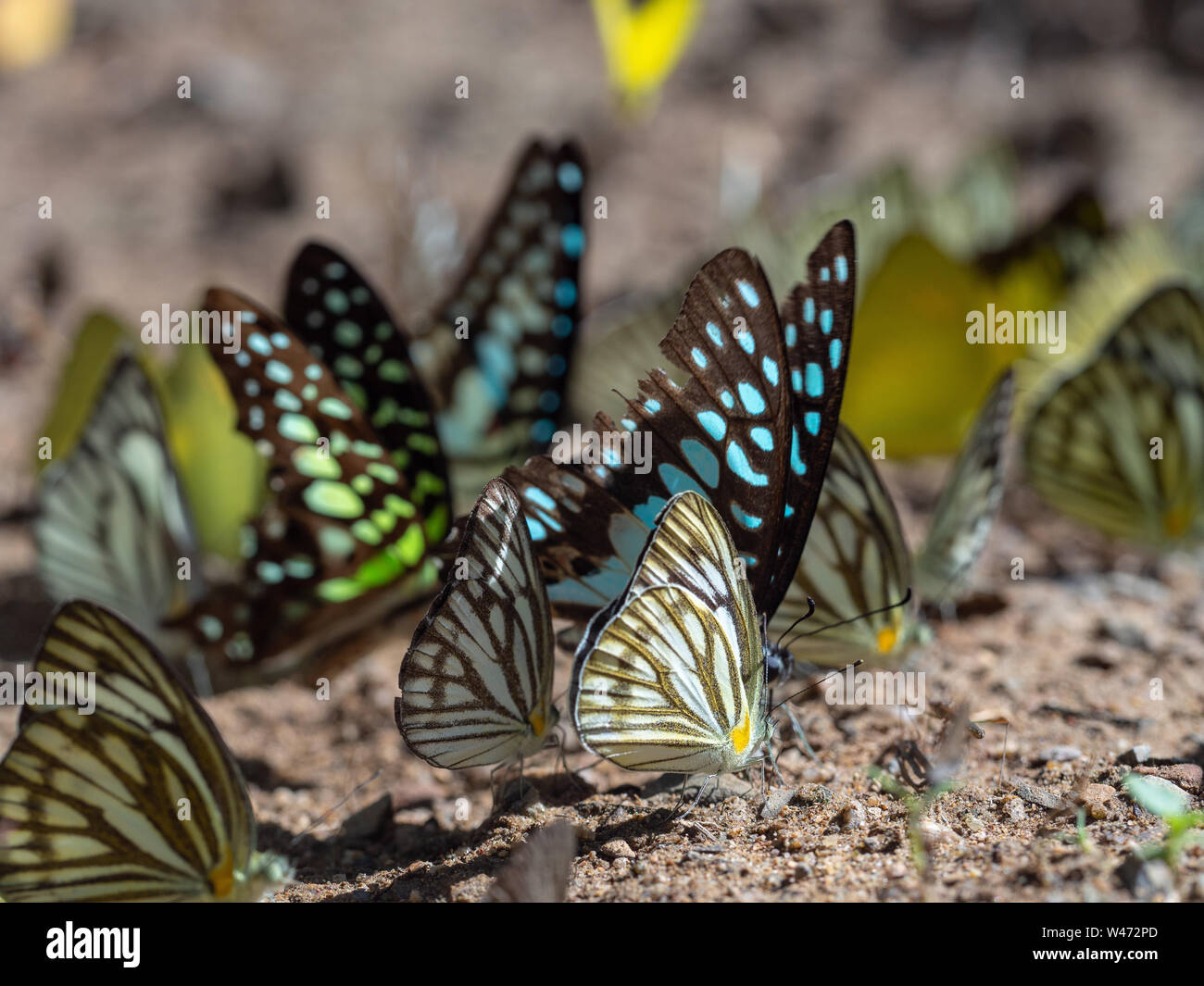 Butterfly on the ground, Flock of butterfly, Butterflies in nature ...