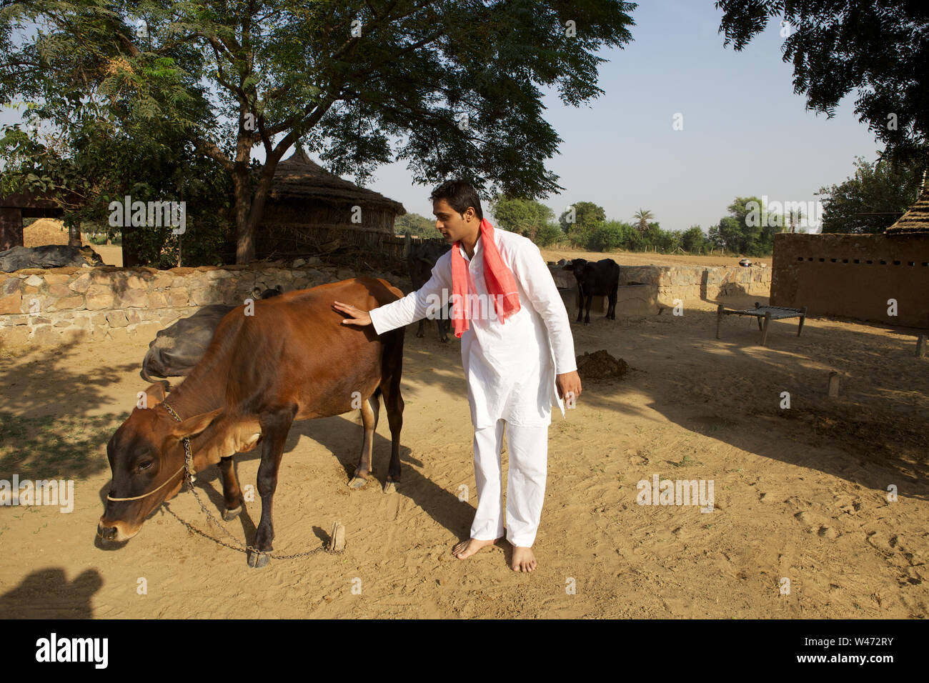 Farmer touching cow hi-res stock photography and images - Alamy
