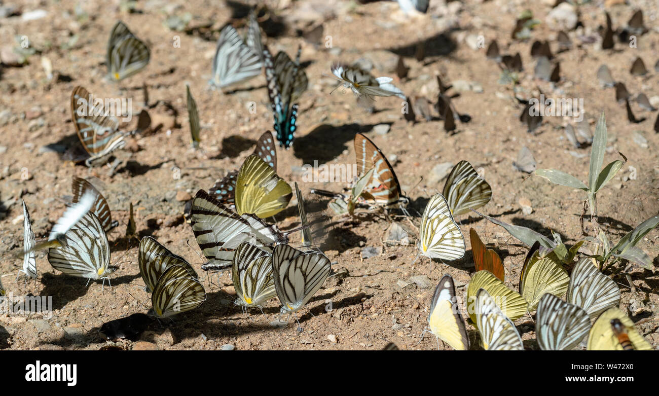 Butterfly on the ground, Flock of butterfly, Butterflies in nature ...