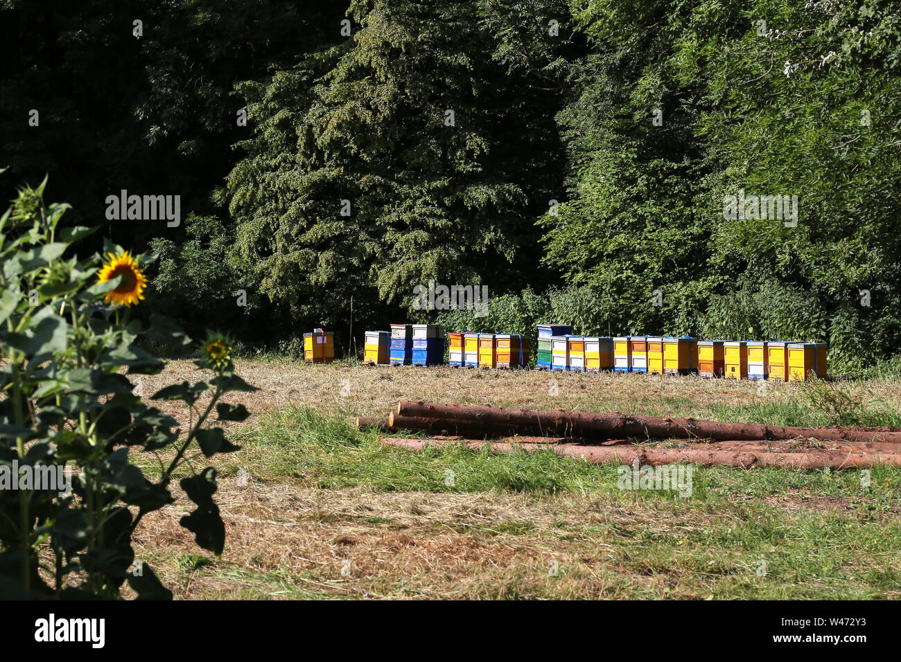 Beekeeping edge forest hi-res stock photography and images - Alamy