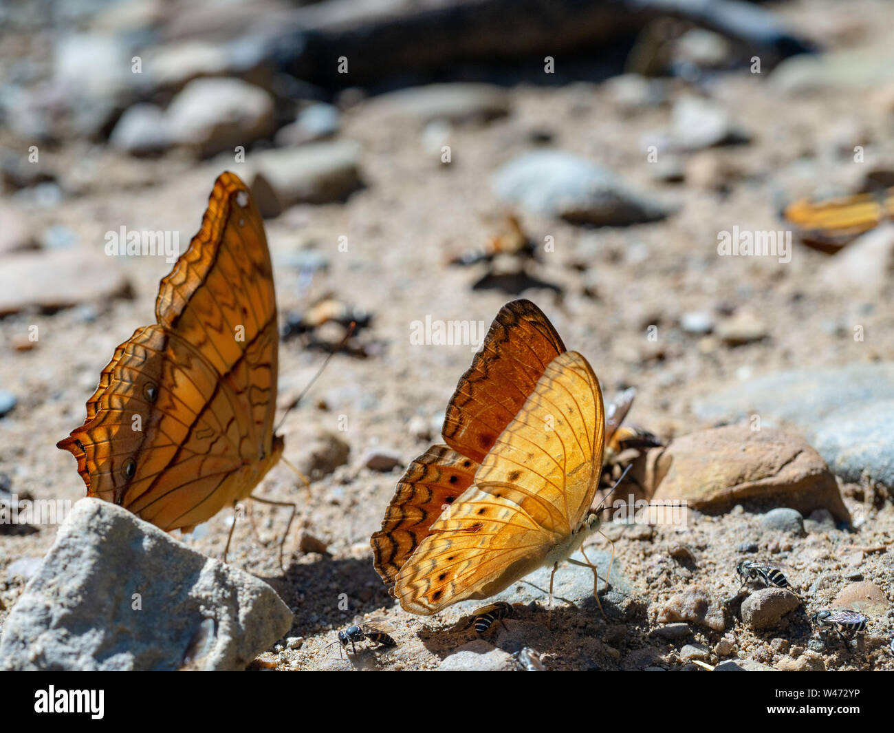 Butterflies in nature, Beautiful butterfly of nature, Biodiversity of ...