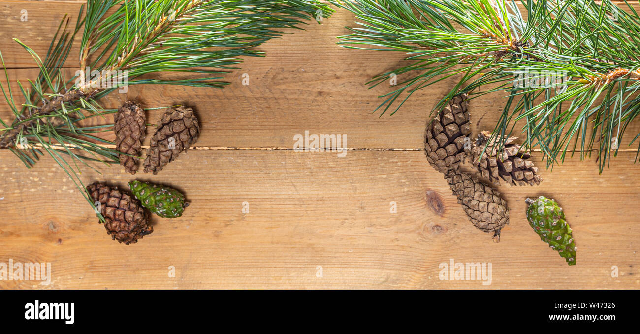 Wooden background for a pine theme. Cones and needles of a tree ...