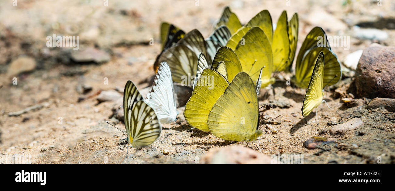 Butterfly on the ground, Flock of butterfly, Butterflies in nature ...