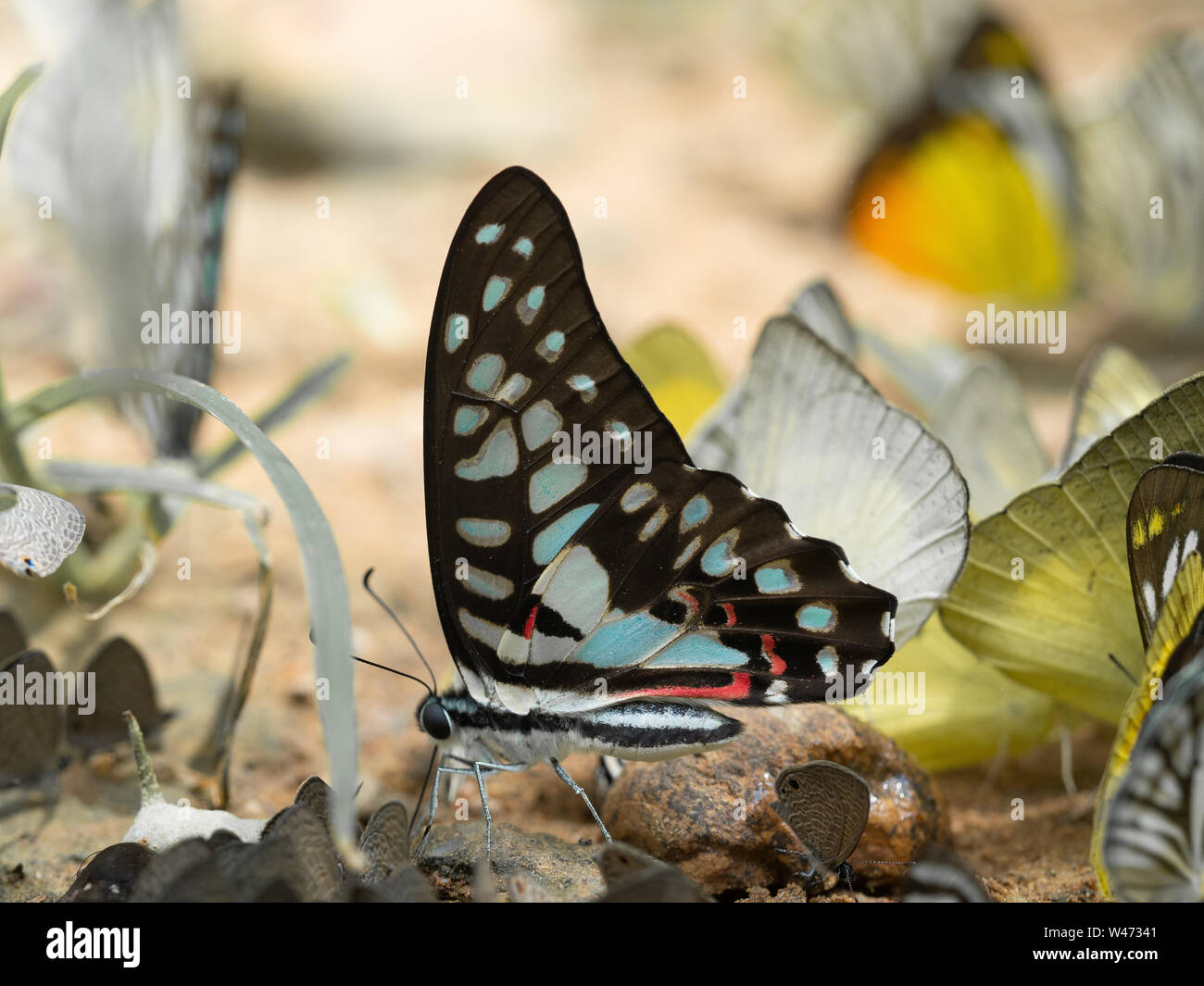 Butterflies in nature, Beautiful butterfly of nature, Biodiversity of ...