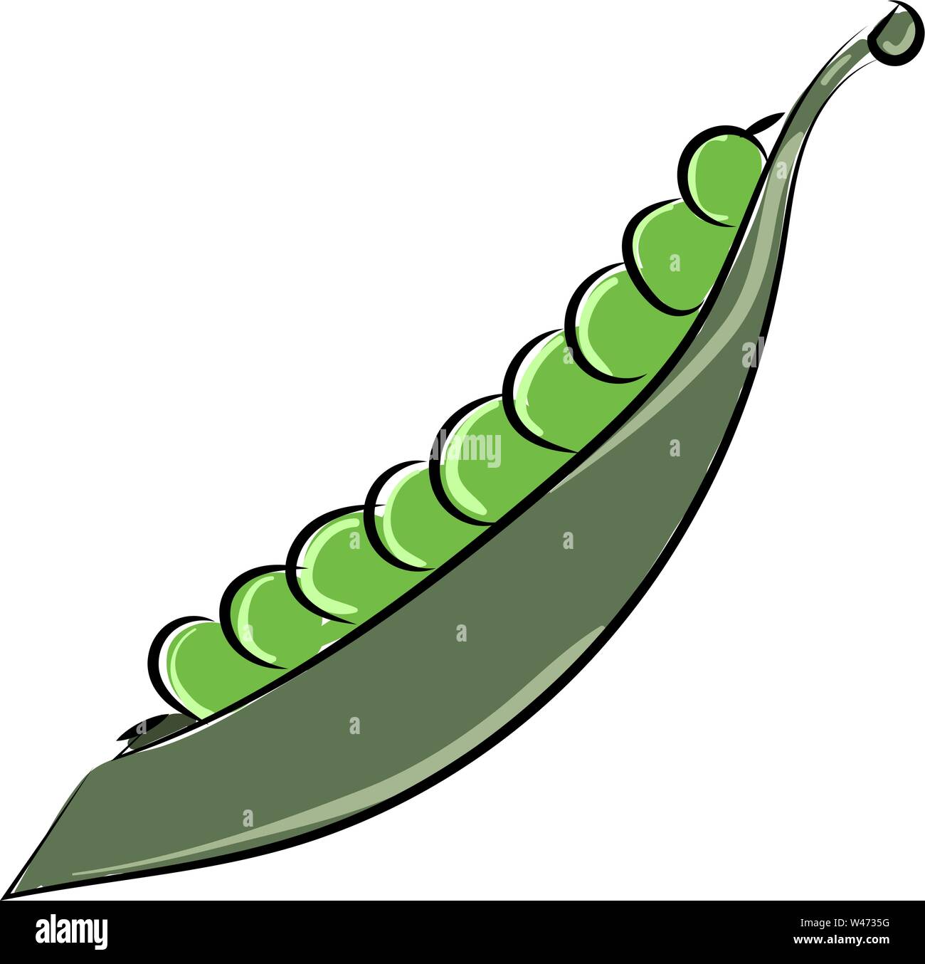 Fresh beans, illustration, vector on white background Stock Vector ...