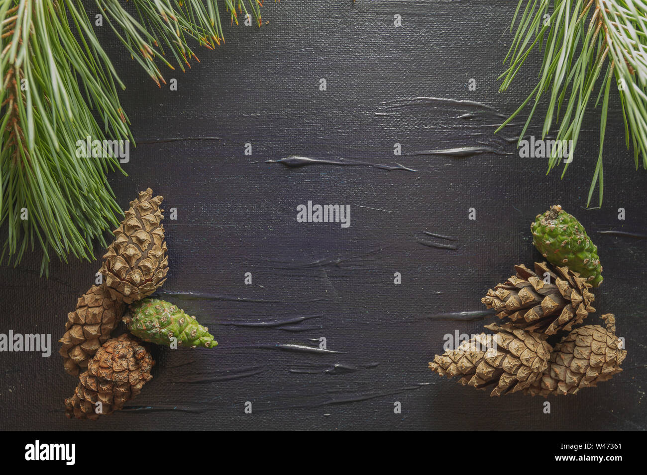 A black background with a pine motif. Cones and needles of a tree ...