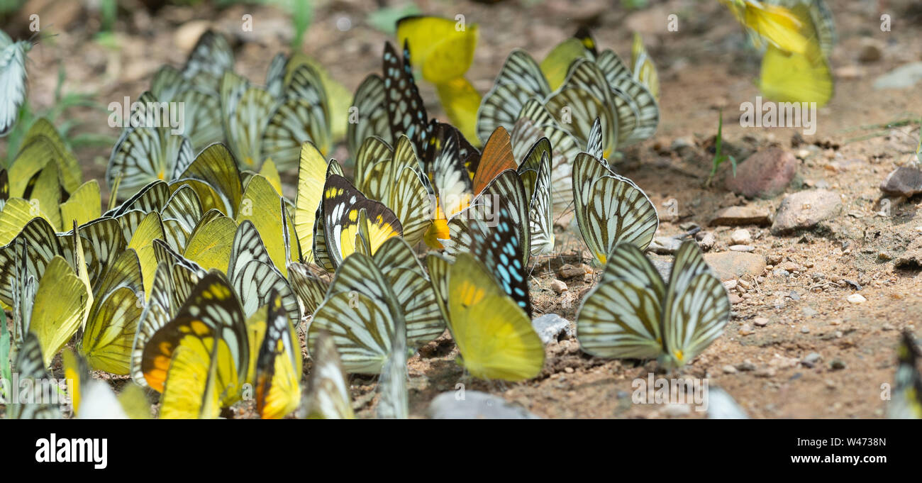 Butterfly on the ground, Flock of butterfly, Butterflies in nature ...