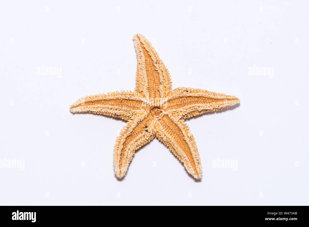 Starfish seastar backside species from the northern sea in europe five ...