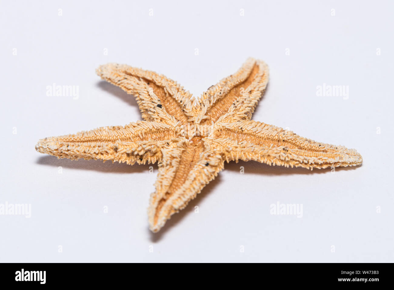 Starfish seastar backside species from the northern sea in europe five ...