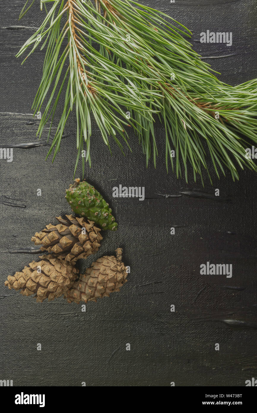 A black background with a pine motif. Cones and needles of a tree ...