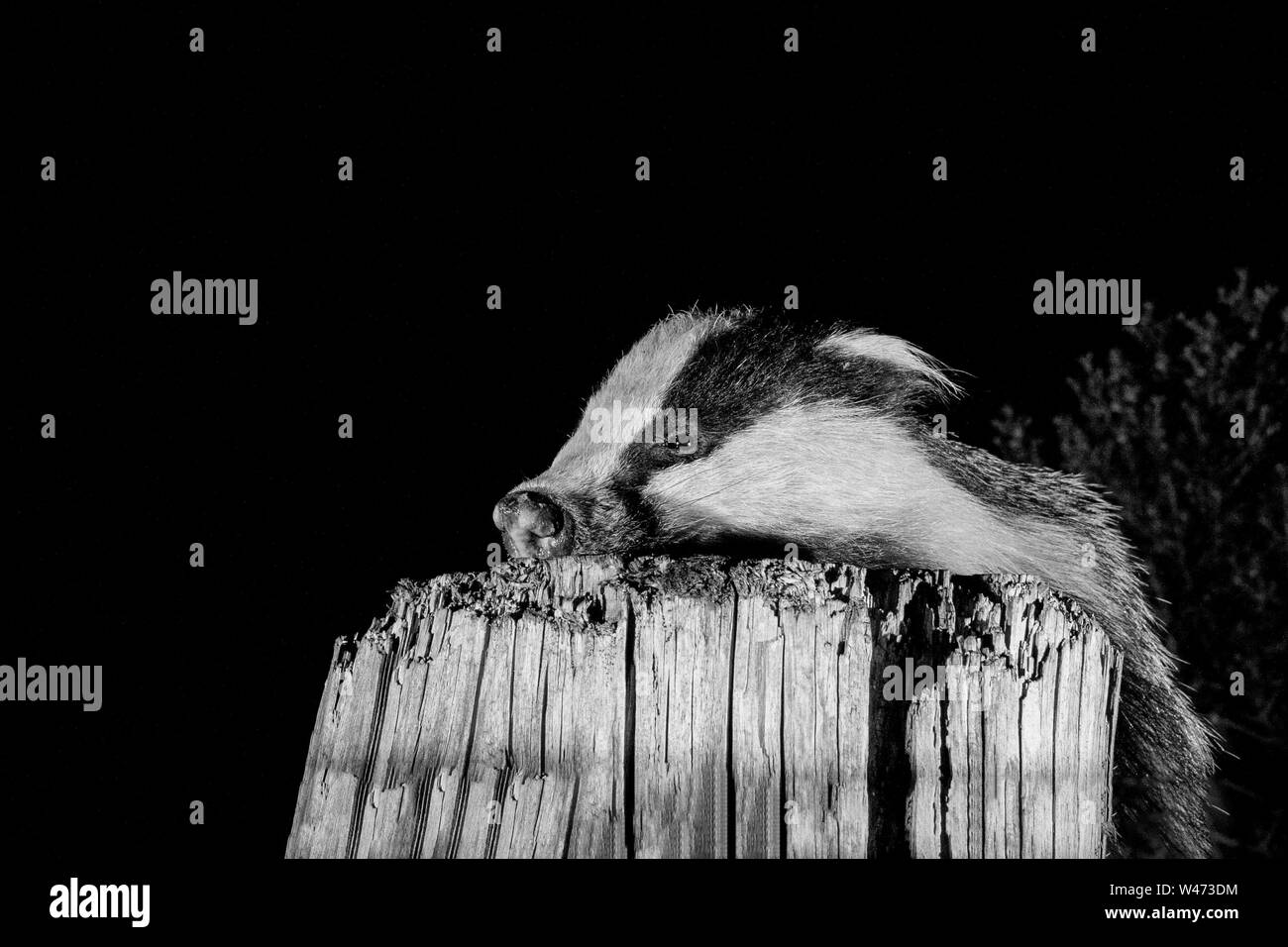Badger on tree Black and White Stock Photos & Images - Alamy