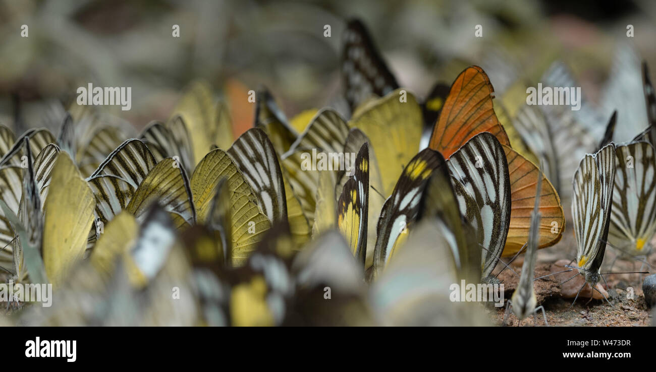 Flock of butterfly, Butterflies in nature, Beautiful butterfly of ...