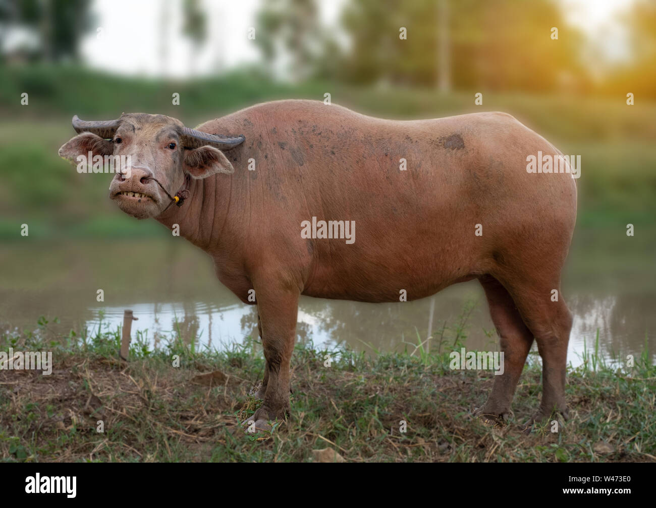 Albino buffalo standing on green blured background Stock Photo - Alamy