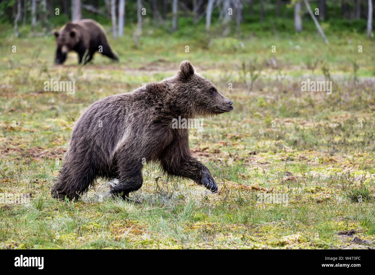 Adult bear hi-res stock photography and images - Alamy
