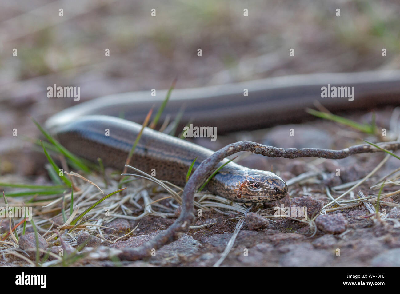 Slow-worm, Applecross, Scotland, UK Stock Photo - Alamy