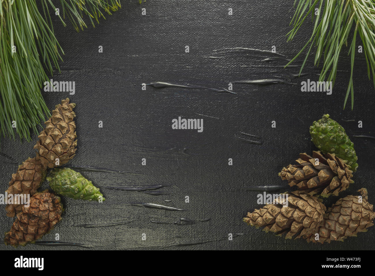 A black background with a pine motif. Cones and needles of a tree ...