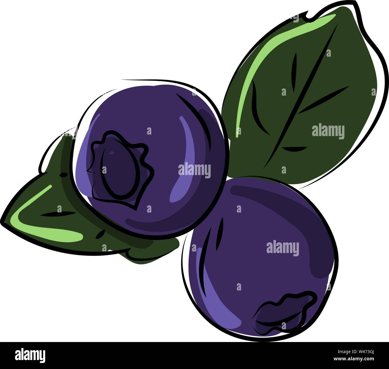 Fresh blueberries, illustration, vector on white background Stock ...