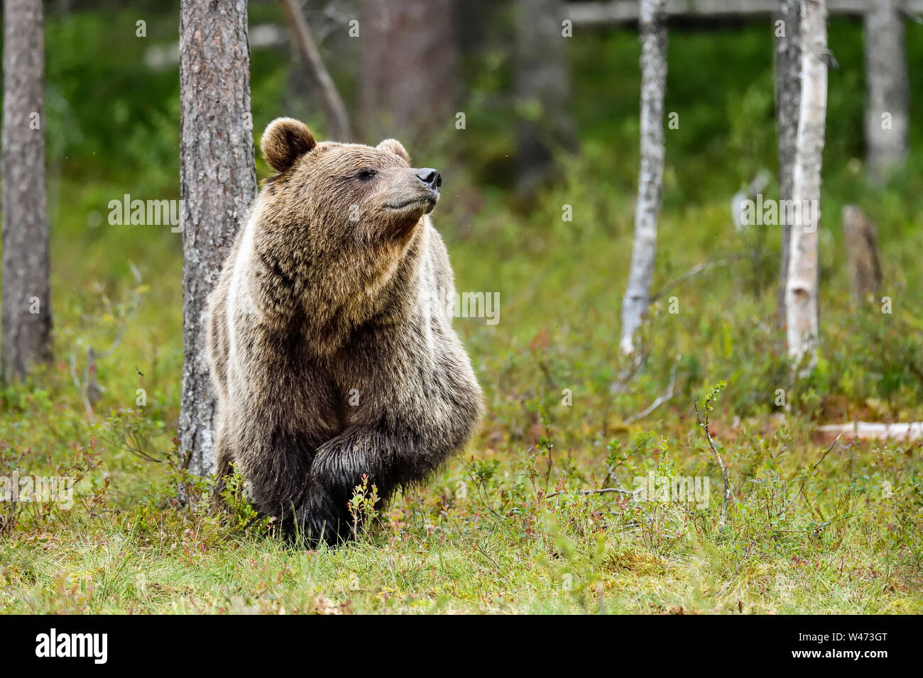 Brown bear looking seemingly happy when sniffing the smells from the ...
