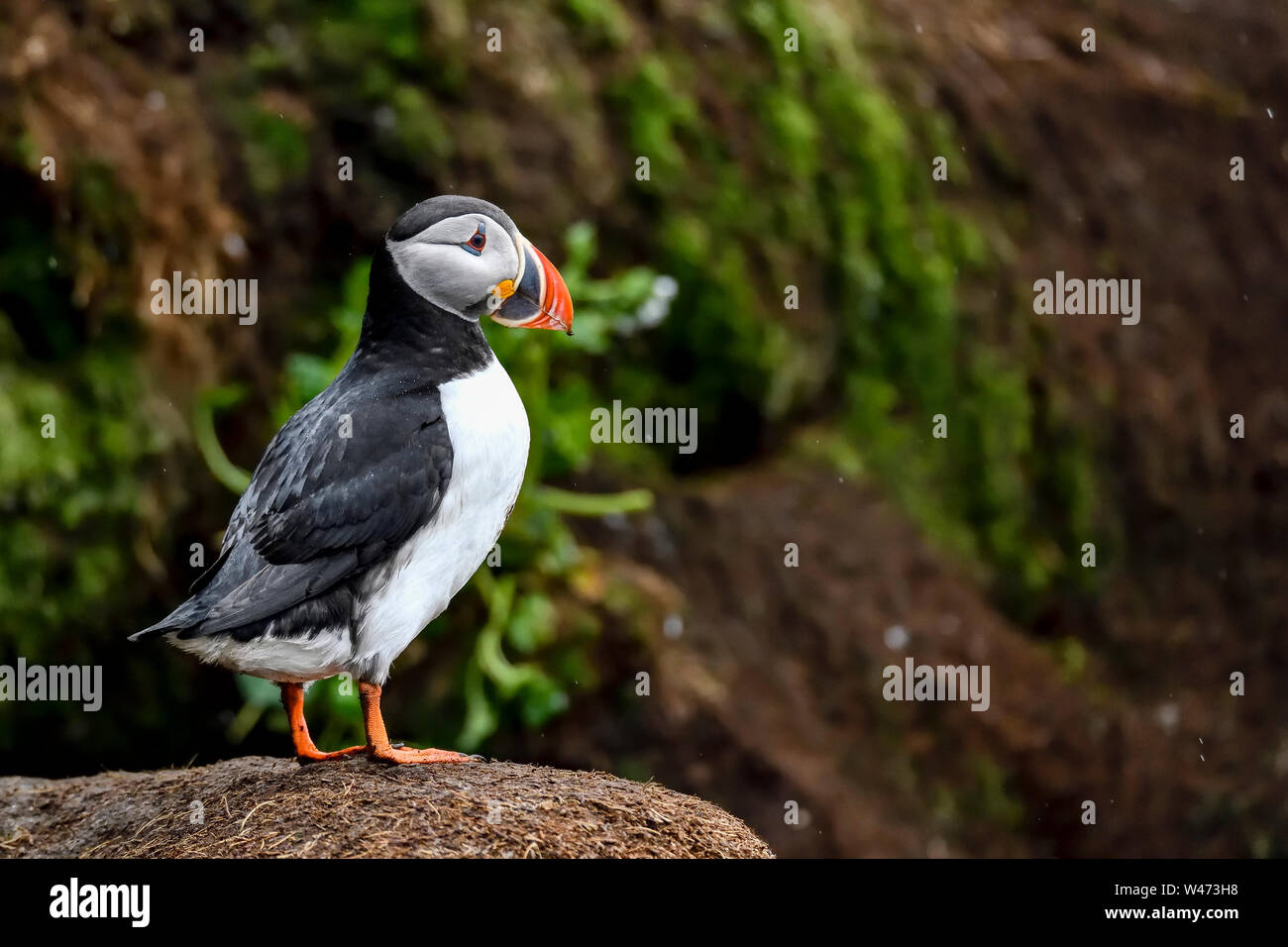 Funny puffin hi-res stock photography and images - Alamy