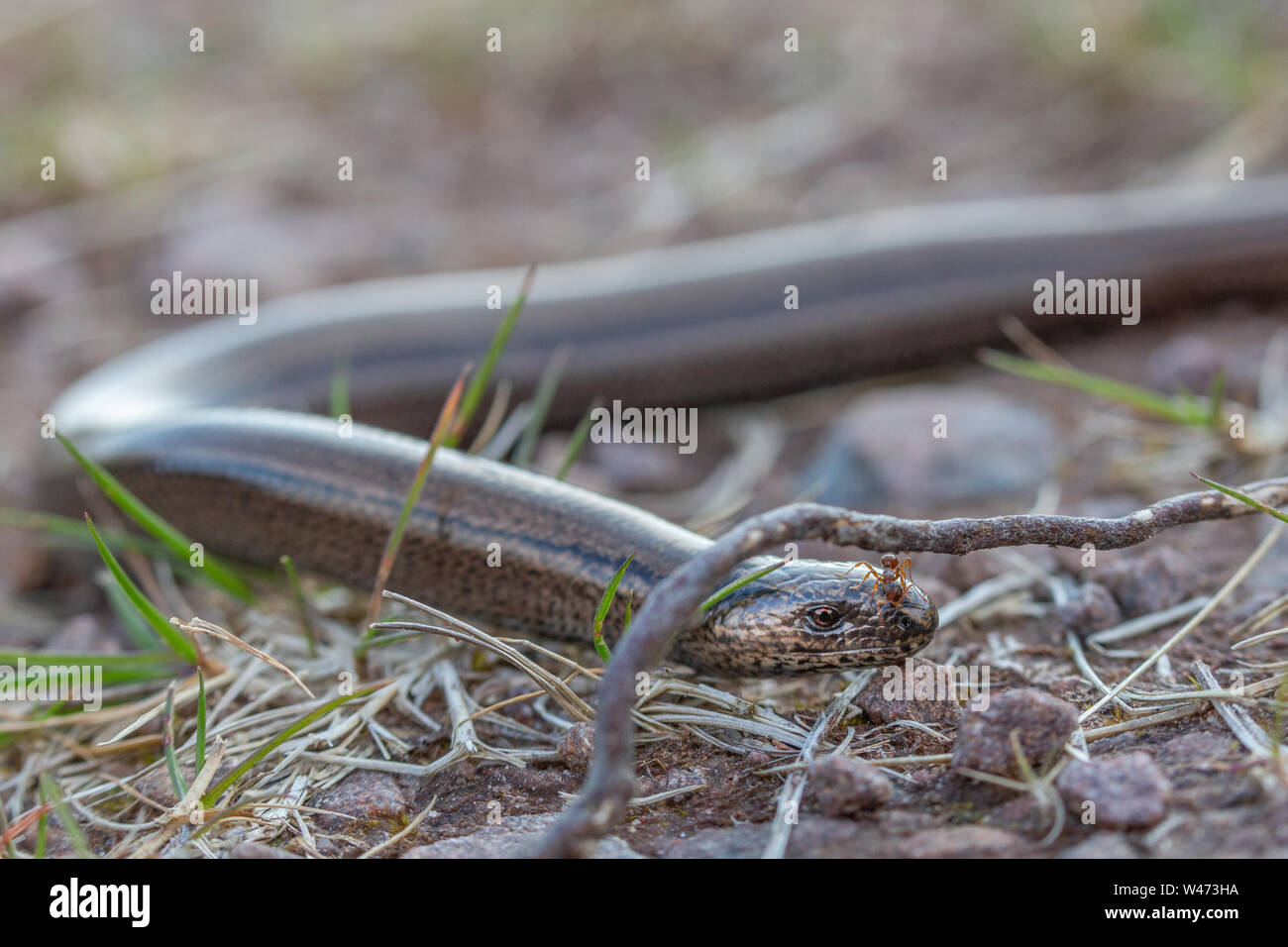 Slow-worm, Applecross, Scotland, UK Stock Photo - Alamy