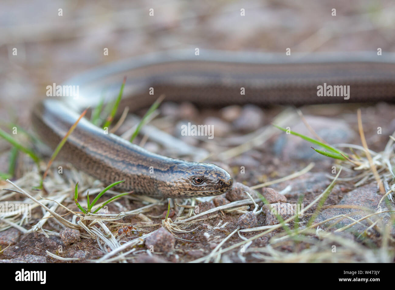 Slow-worm, Applecross, Scotland, UK Stock Photo - Alamy