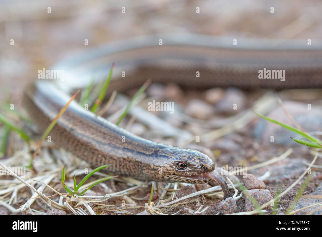 Slow-worm, Applecross, Scotland, UK Stock Photo - Alamy