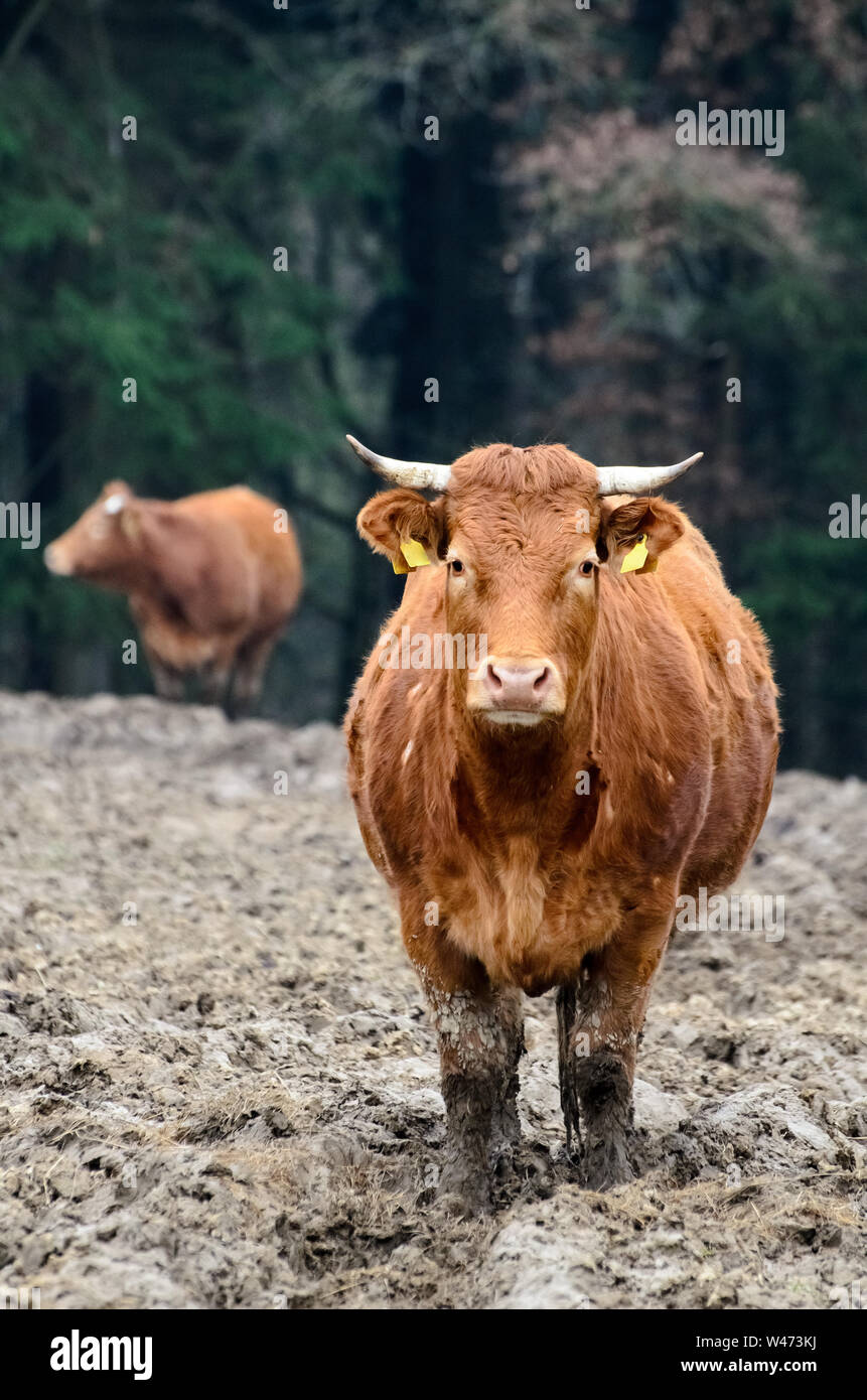Bos taurus, Cattle on a pasture in the countryside in Bavaria, Germany Stock Photo - Alamy