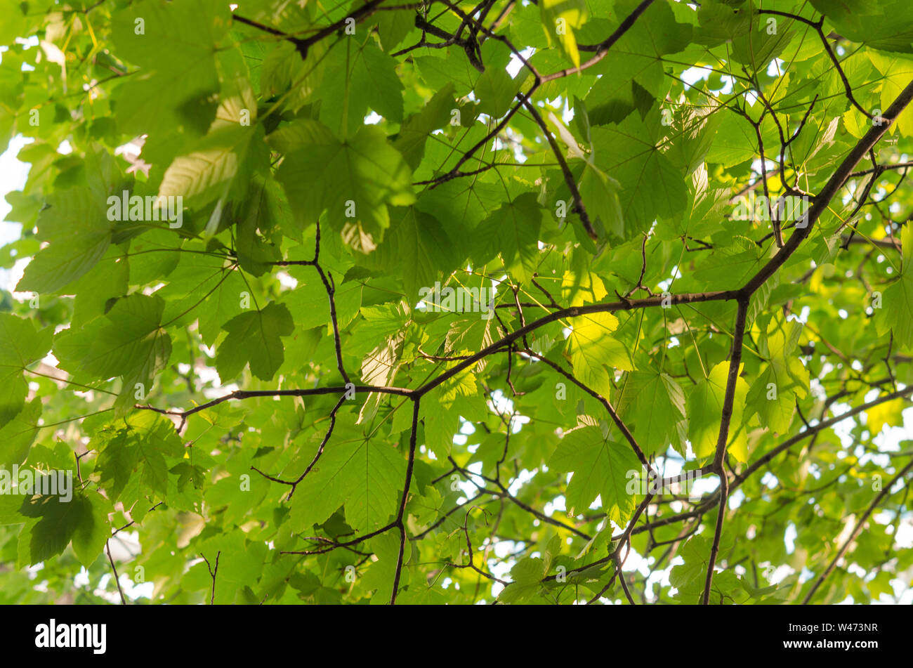 Heavy green foliage on trees with, lit by the sun. Nature background ...