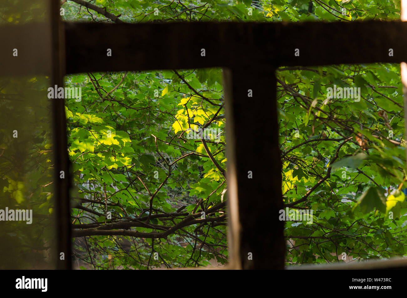 Heavy green foliage on trees with, lit by the sun. Nature background ...