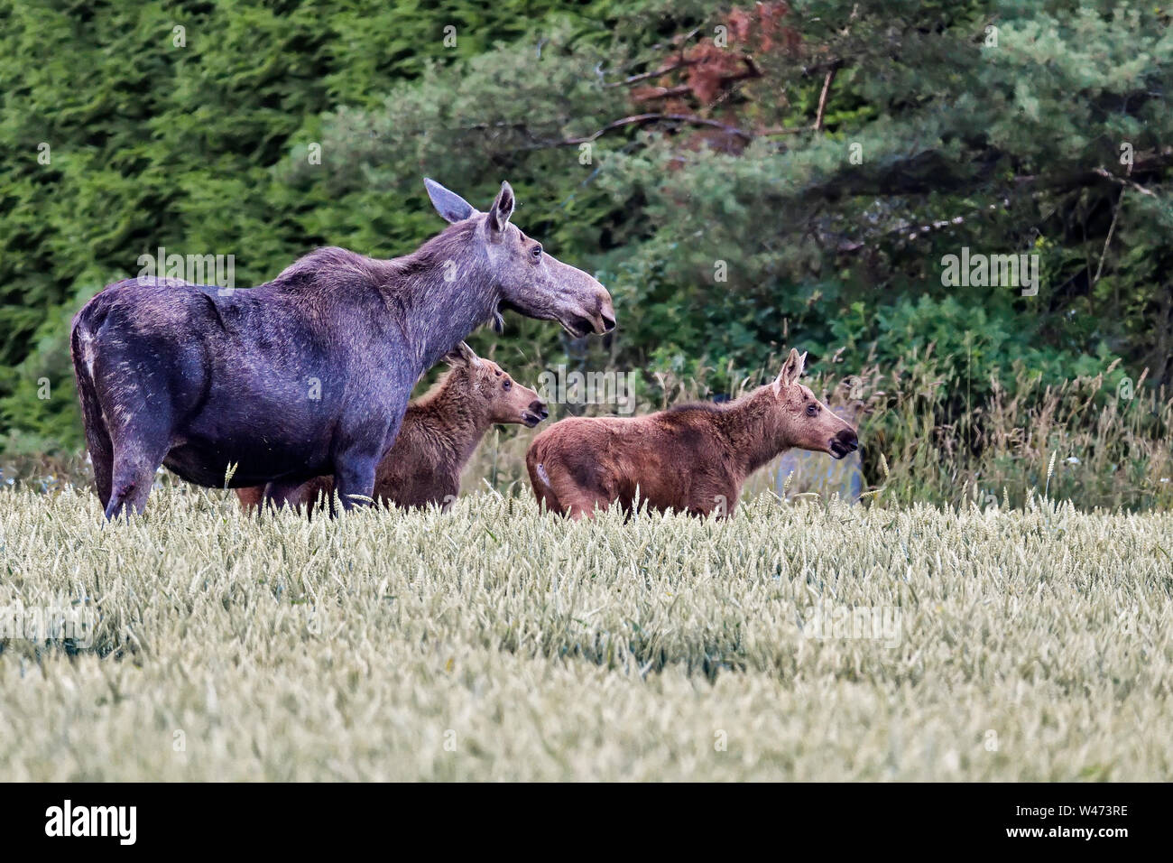 Moose mom with two calves grazing on the field Stock Photo - Alamy