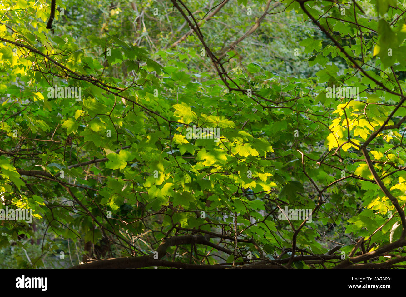 Heavy green foliage on trees with, lit by the sun. Nature background ...