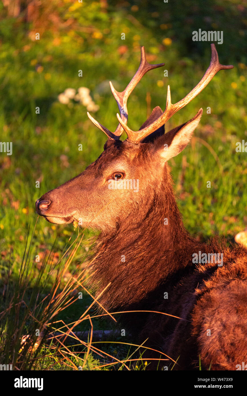 Red Deer, Applecross, Scotland, UK Stock Photo - Alamy